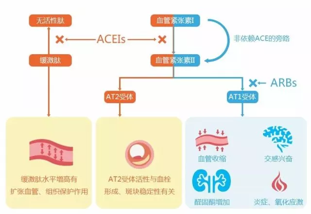 一文读懂ACEI与ARB - 好医术早读文章 - 好医术-赋能医生守护生命